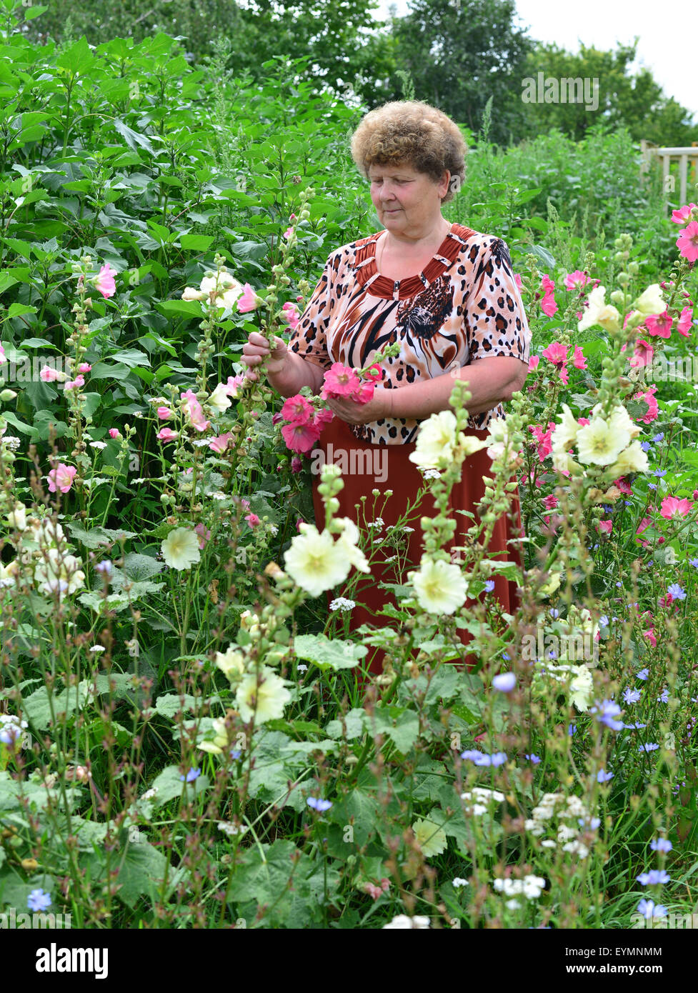 Curly mallow hi-res stock photography and images - Alamy