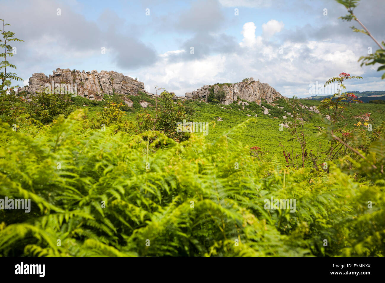 Granite upland landscape Greator Rocks, Dartmoor national park, Devon ...