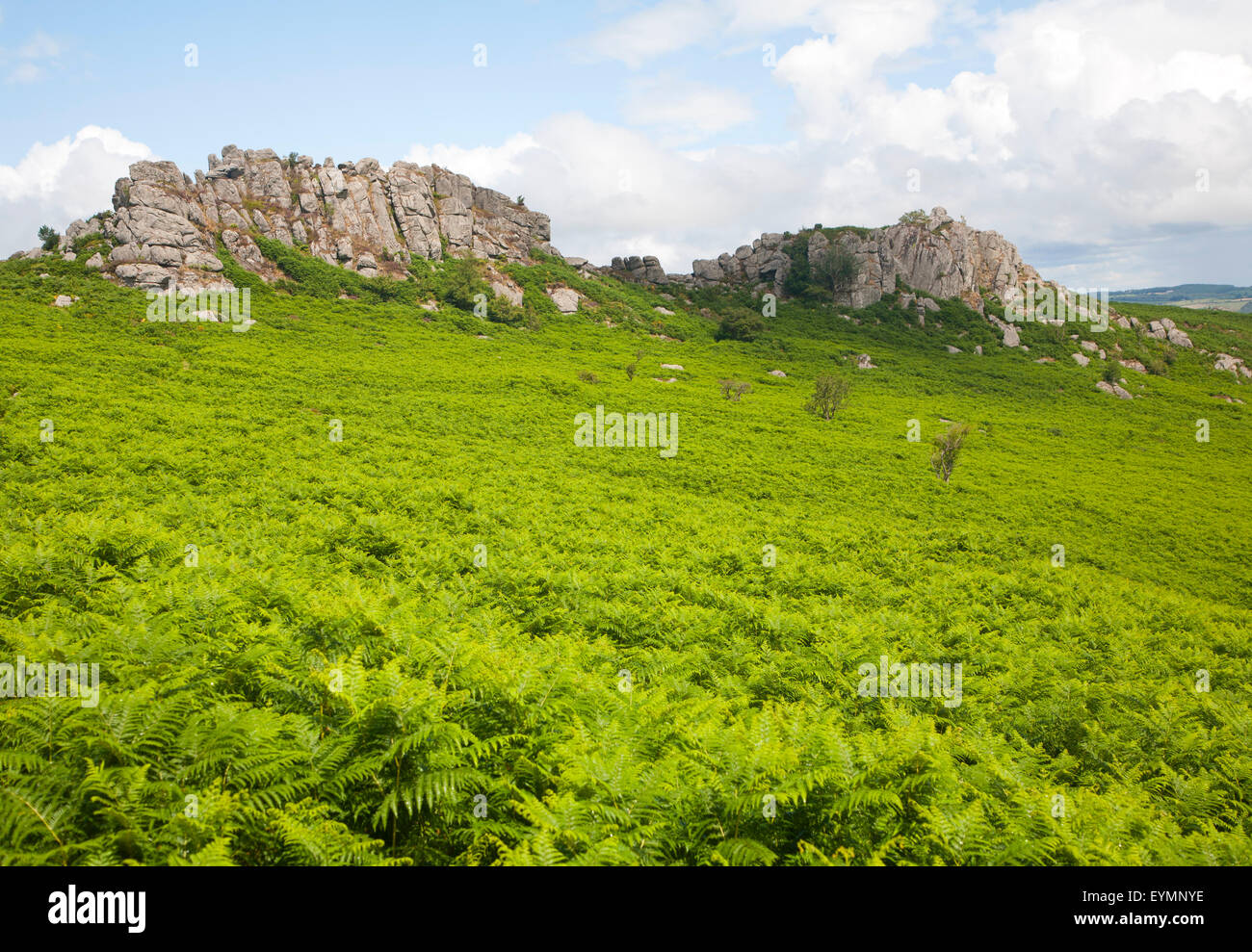 Granite upland landscape Greator Rocks, Dartmoor national park, Devon ...