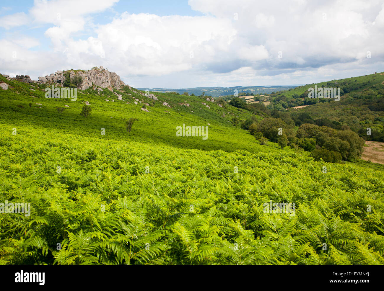 Granite upland landscape Greator Rocks, Dartmoor national park, Devon ...
