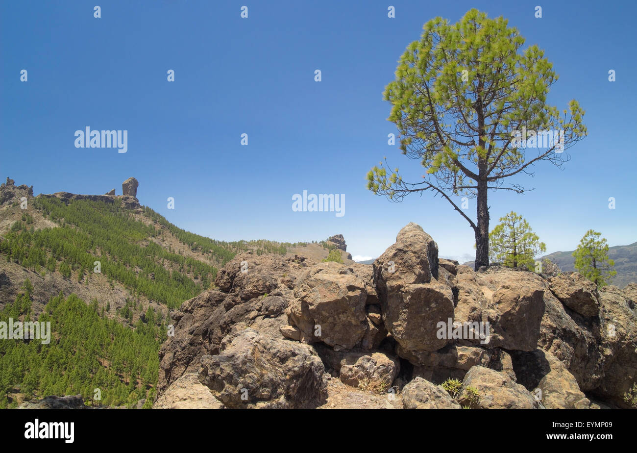 Inland Central Gran Canaria, Caldera de Tejeda, Canarian Pine Trees and ...
