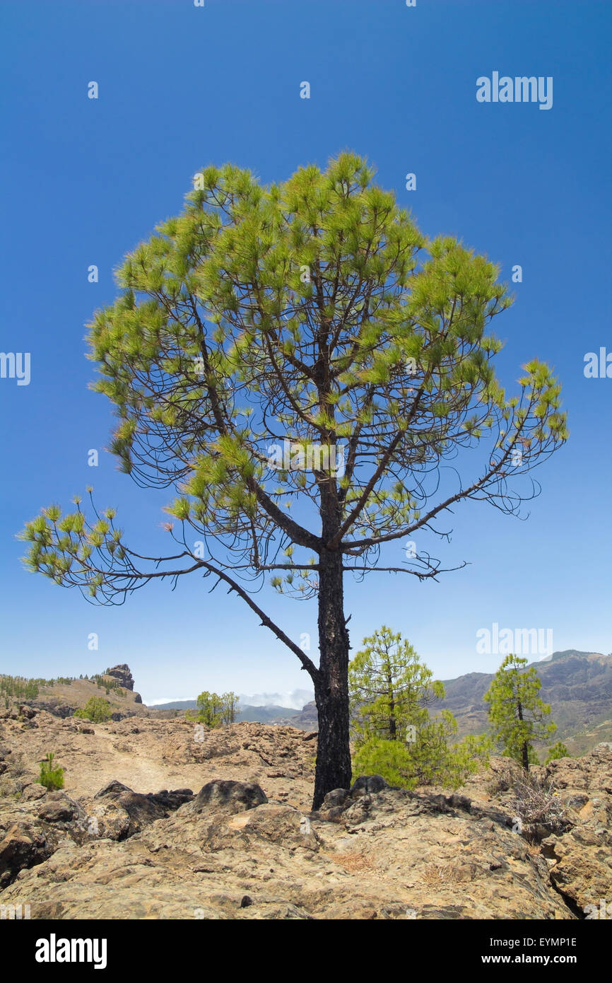 Inland Central Gran Canaria, Caldera de Tejeda, Canarian Pine Trees ...