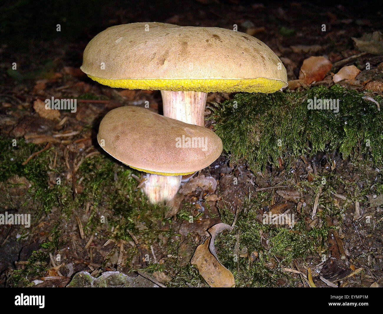 Rotfussroehrling, Gemeine, Echte, Xerocomellus Stock Photo - Alamy