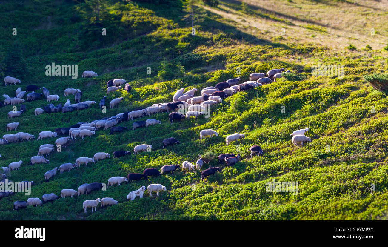 Green gulch farm hi-res stock photography and images - Alamy