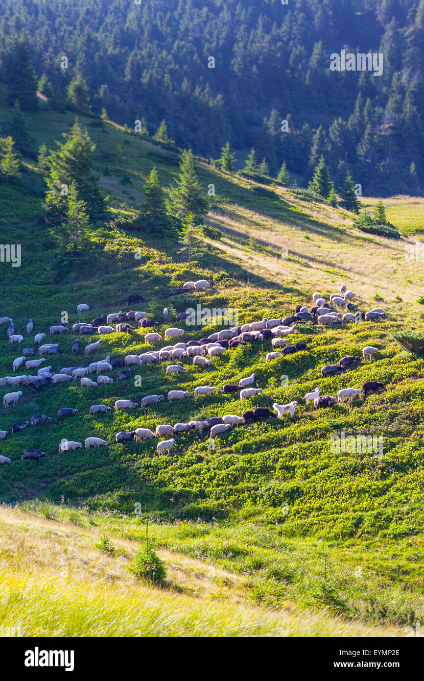 Green gulch farm hi-res stock photography and images - Alamy