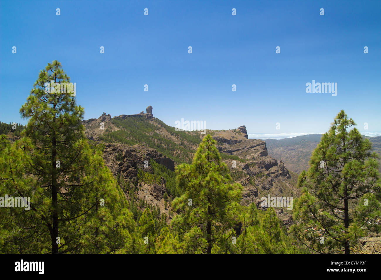 Inland Central Gran Canaria, Caldera de Tejeda, Canarian Pine Trees and ...