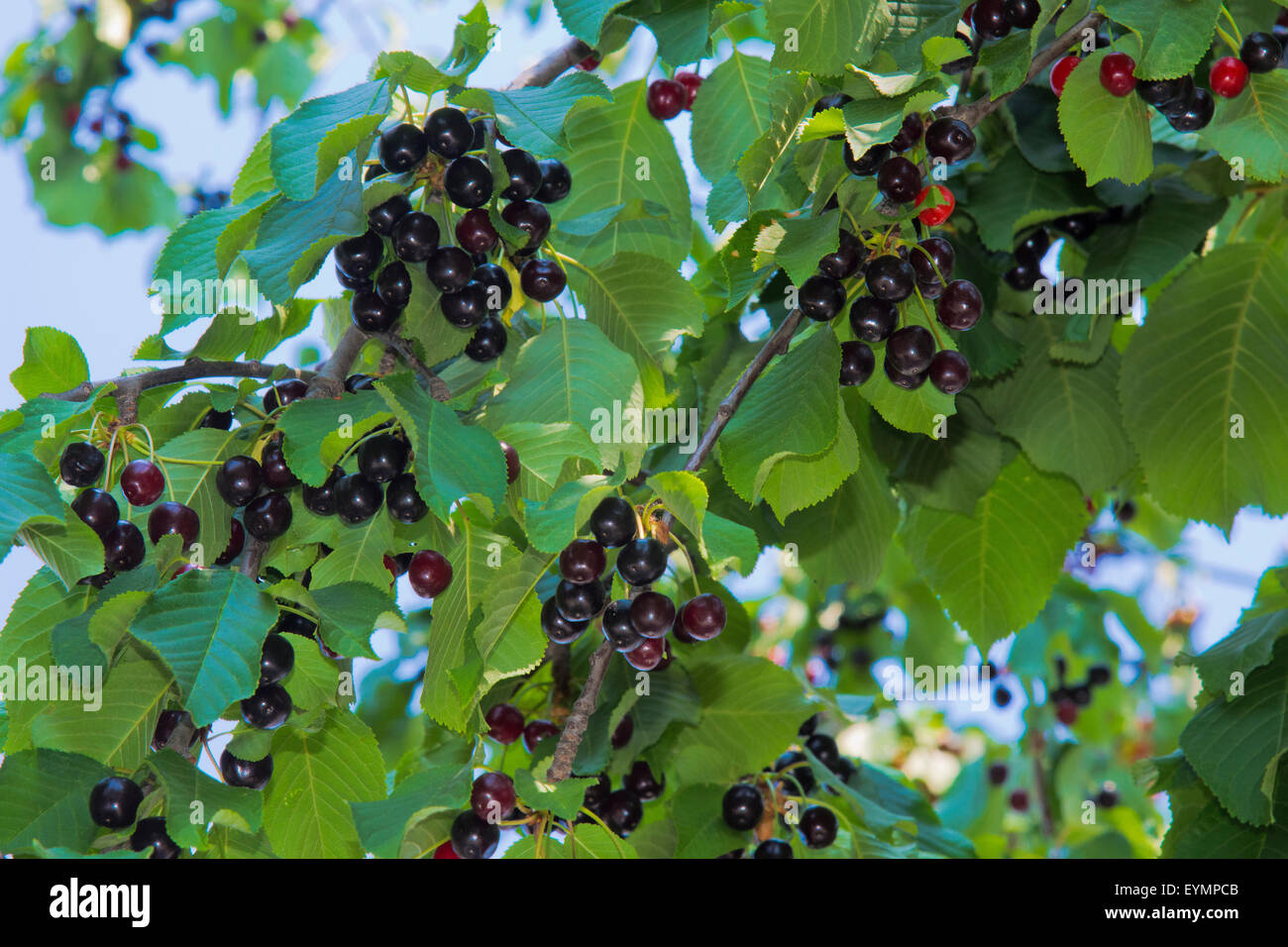 Wild cherries hi-res stock photography and images - Alamy