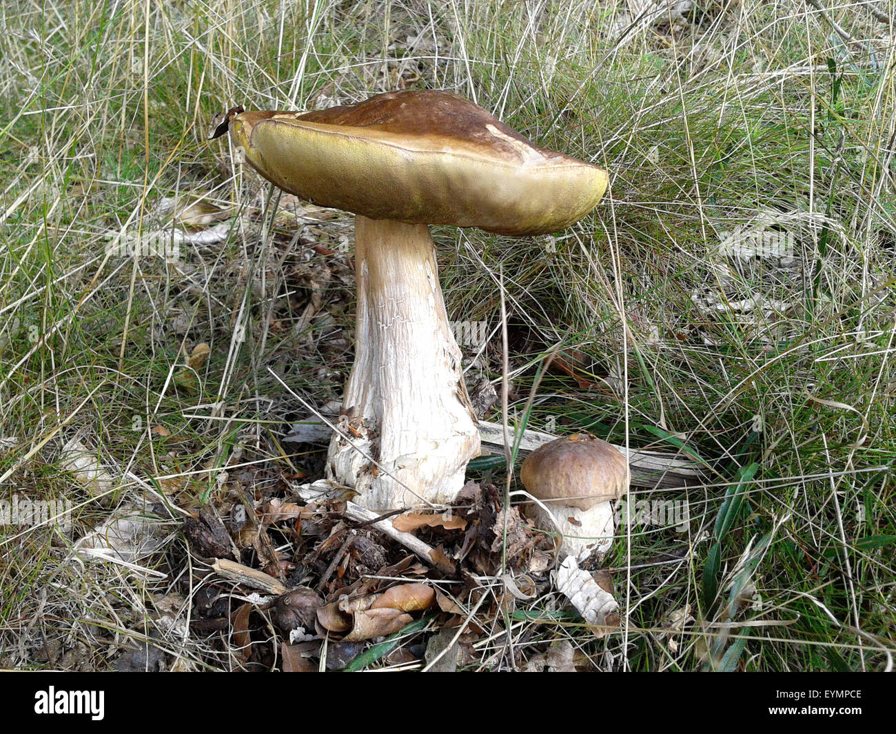 Steinpilz hintergrund hi-res stock photography and images - Alamy