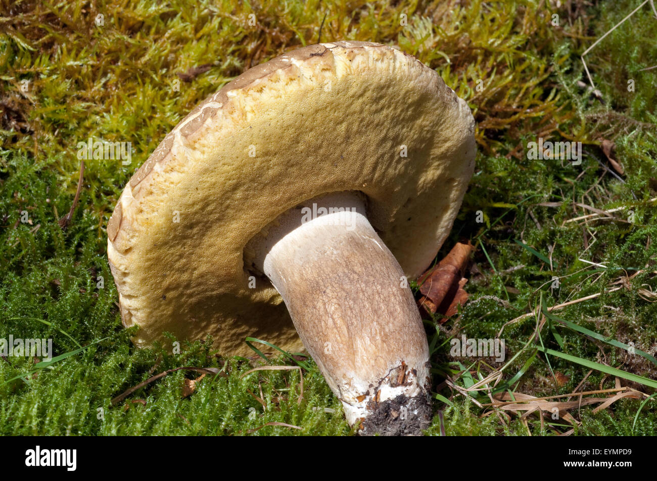 Steinpilze hi-res stock photography and images - Alamy
