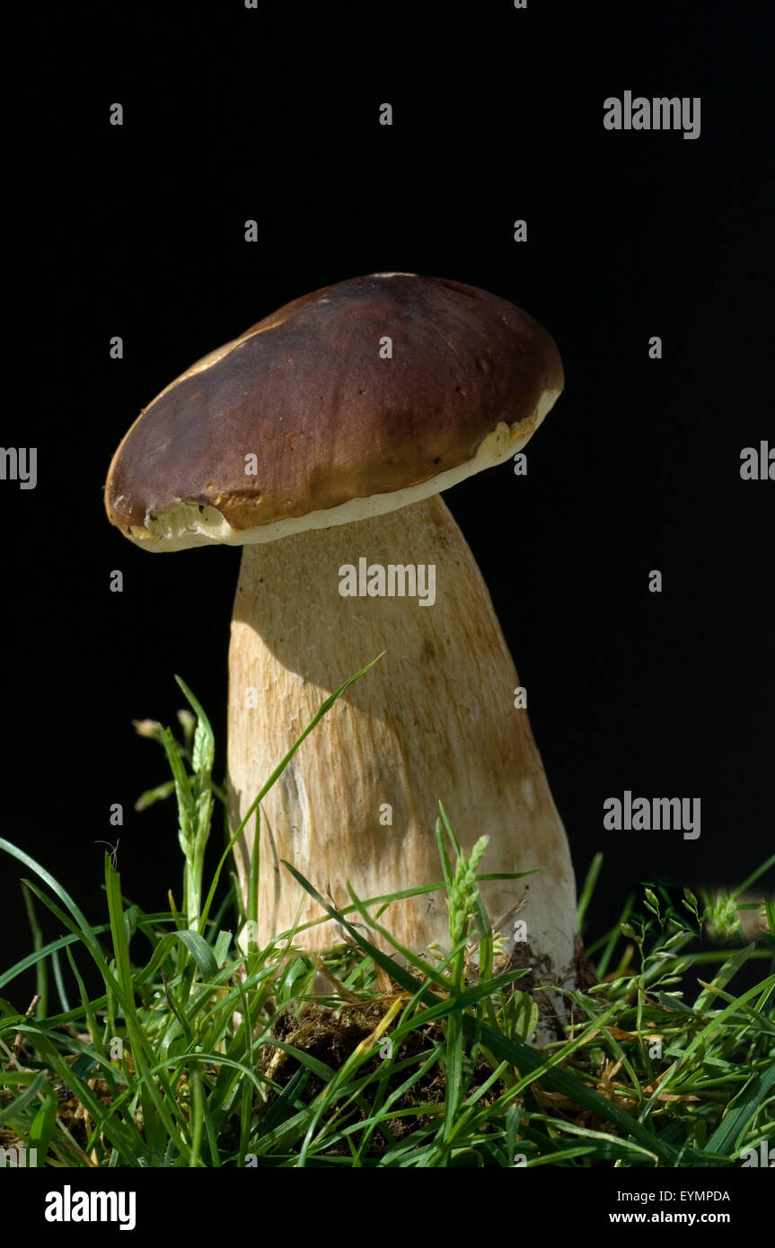 Steinpilz, Edelpilz, Boletus edulis, Herrenpilz, Waldpilz, Roehrenpilz ...