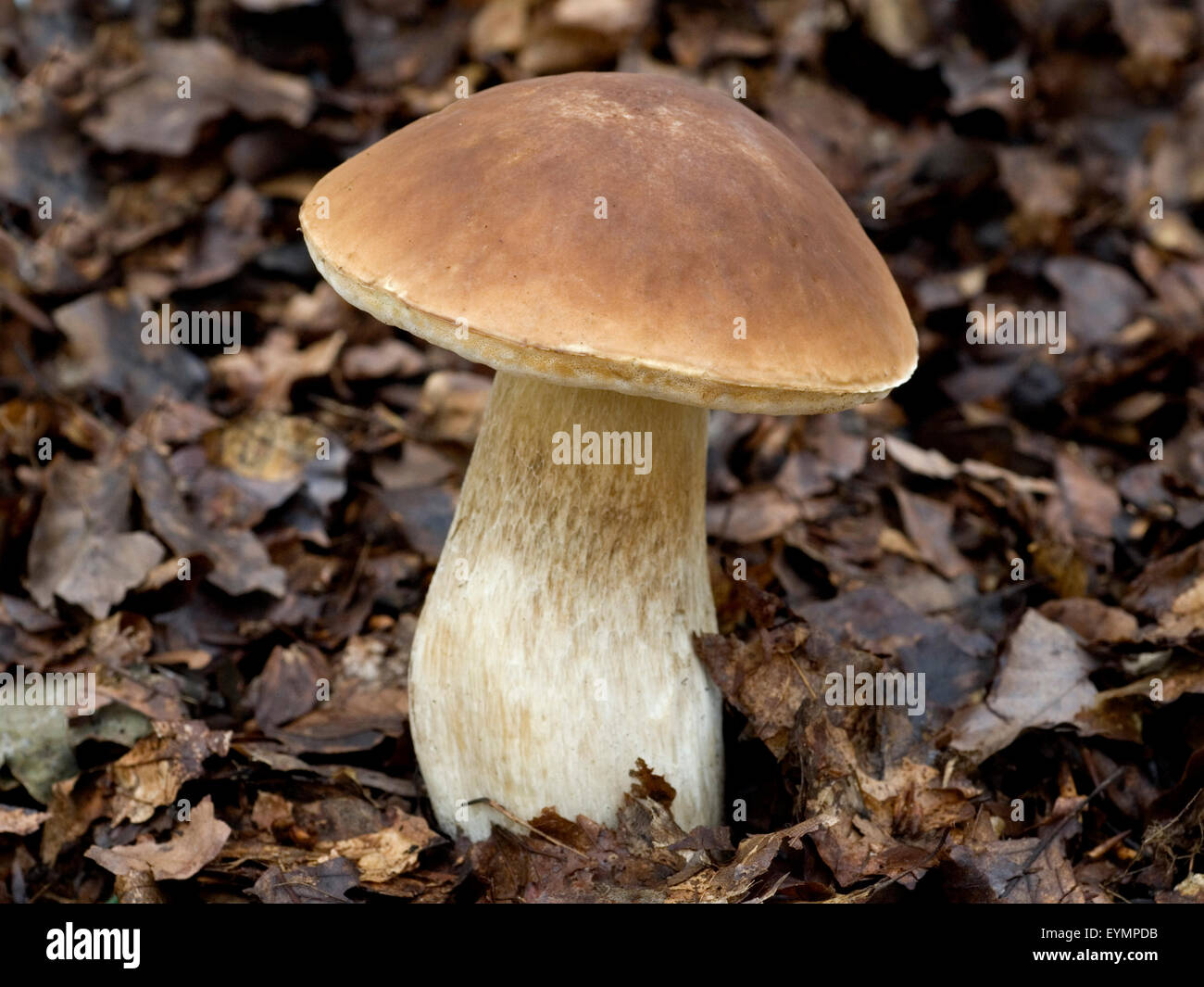 Steinpilz, Edelpilz, Boletus edulis, Herrenpilz, Waldpilz, Roehrenpilz ...