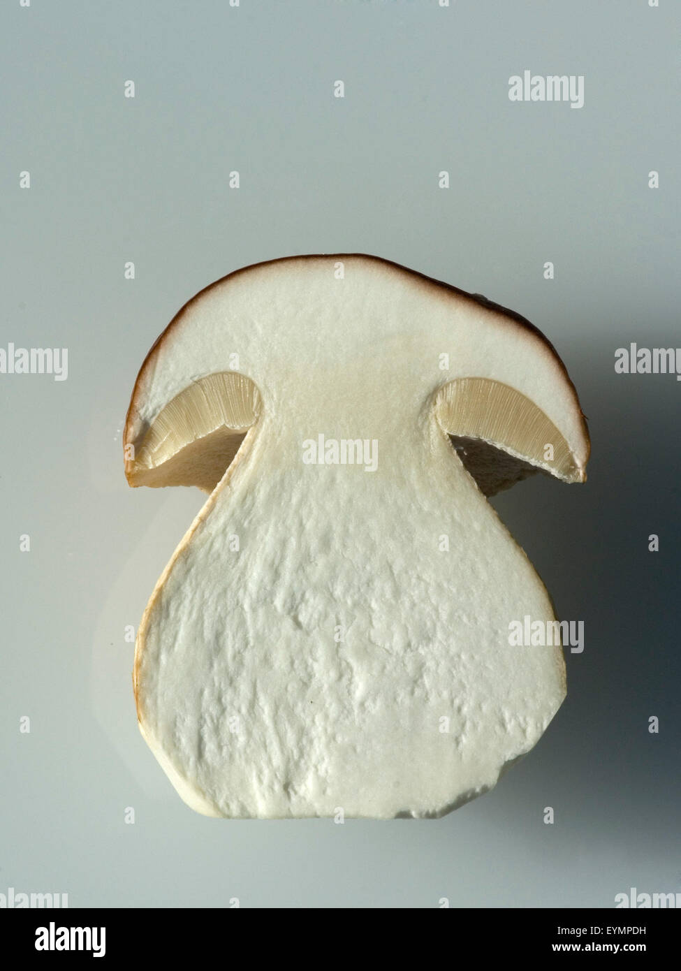 Steinpilz, Edelpilz, Boletus edulis, Herrenpilz, Waldpilz, Roehrenpilz ...