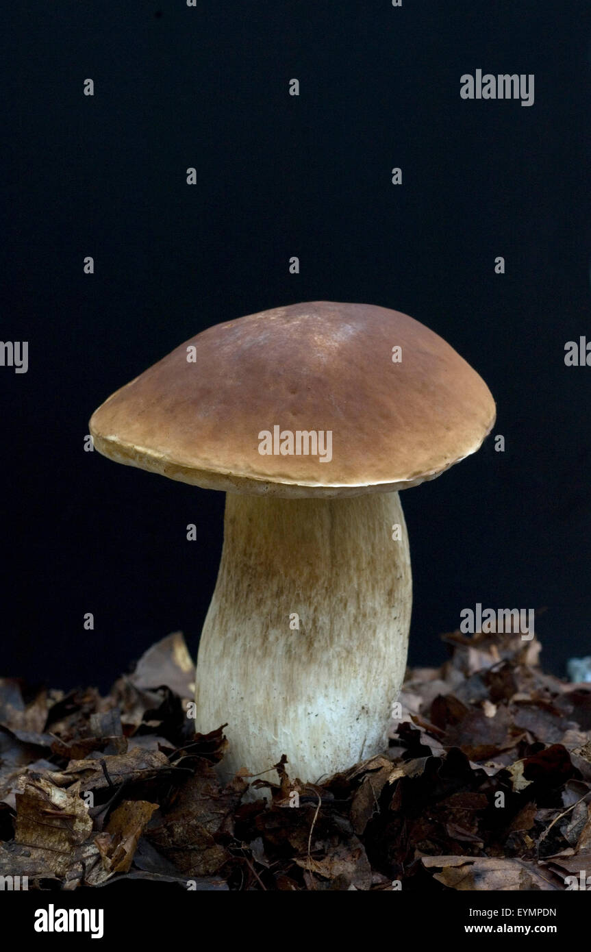 Steinpilz, Edelpilz, Boletus edulis, Herrenpilz, Waldpilz, Roehrenpilz ...