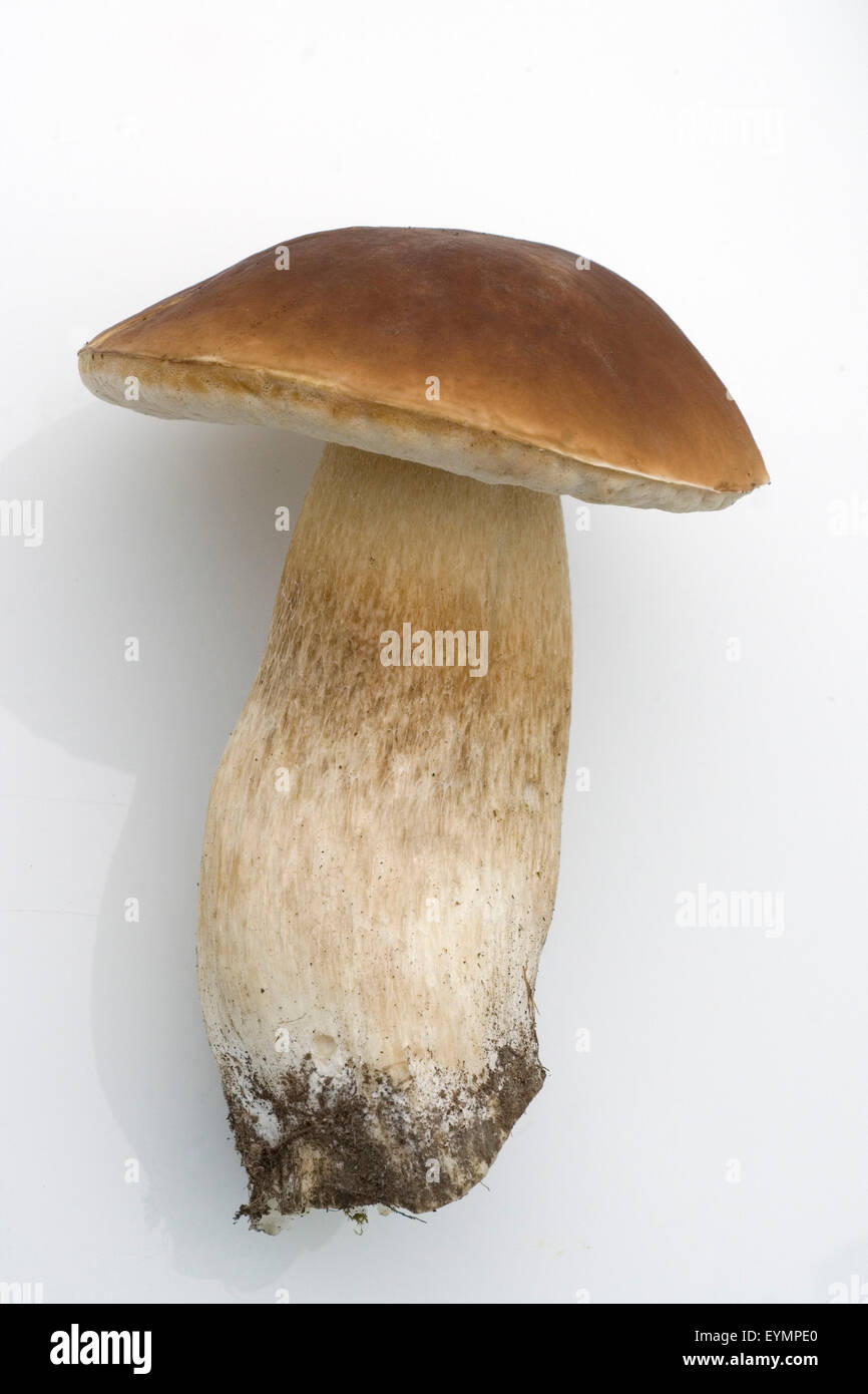 Steinpilz, Edelpilz, Boletus edulis, Herrenpilz, Waldpilz, Roehrenpilz ...