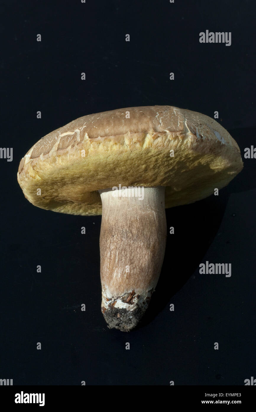 Steinpilze hi-res stock photography and images - Alamy