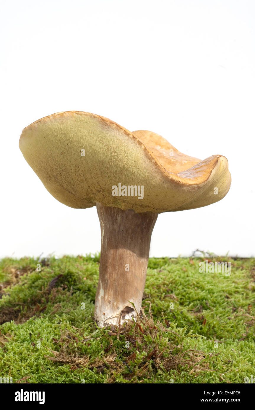 Steinpilze hi-res stock photography and images - Alamy