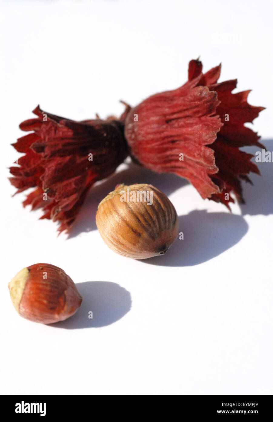 Hazel plain hi-res stock photography and images - Alamy