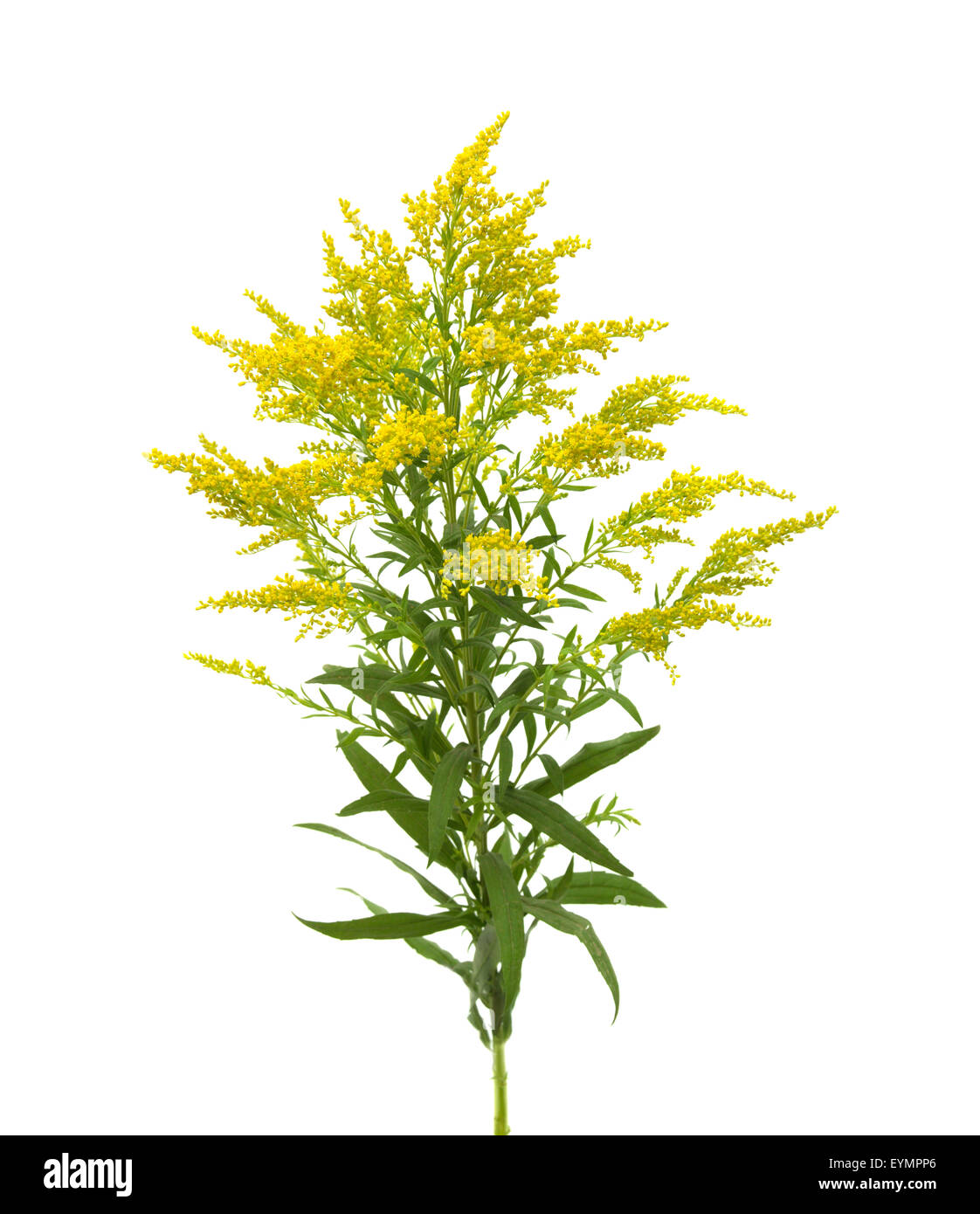 Solidago, goldenrod plant isolated on white background Stock Photo - Alamy