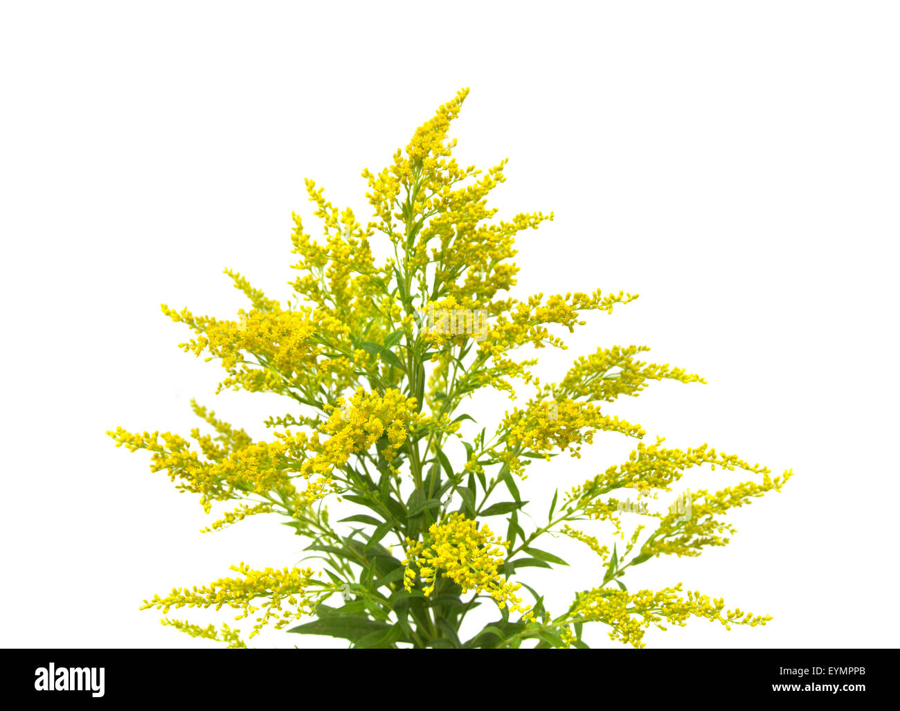 Solidago, goldenrod plant isolated on white background Stock Photo - Alamy