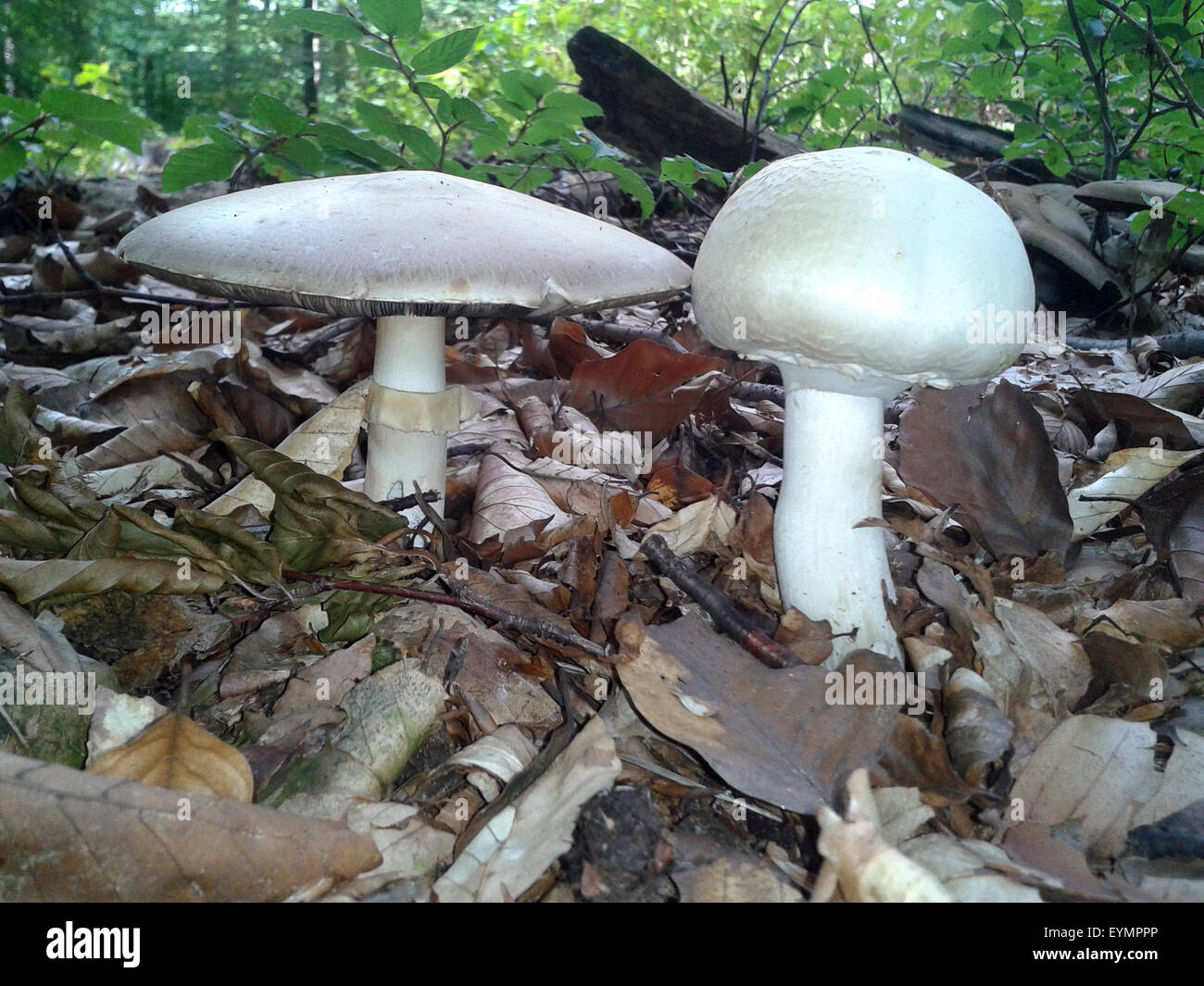 Waldchampignon, Wald-Champignon, Agaricus, silvaticus Stock Photo - Alamy