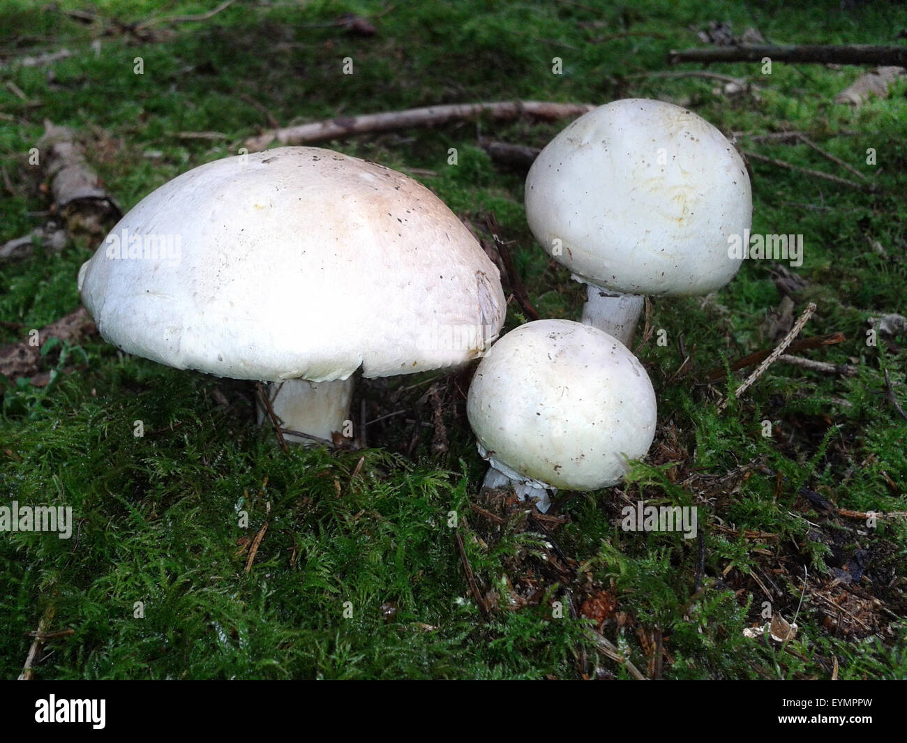 Waldchampignon, Wald-Champignon, Agaricus, silvaticus Stock Photo - Alamy