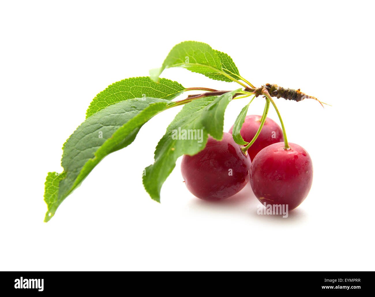 small round red wild plums isolated on white background Stock Photo - Alamy