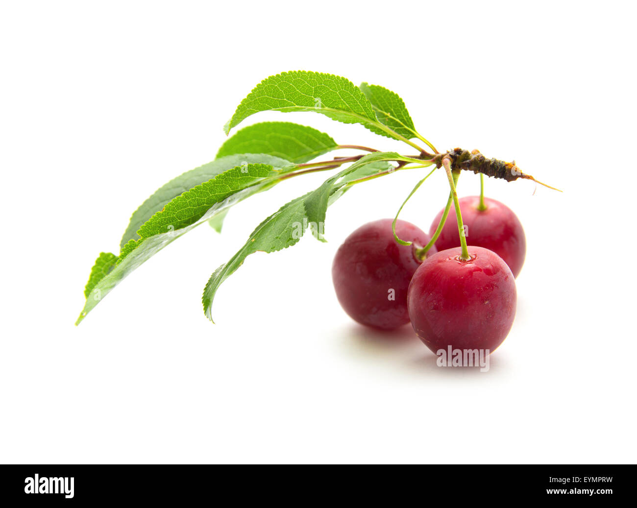 small round red wild plums isolated on white background Stock Photo - Alamy