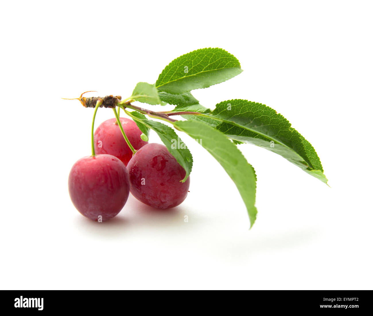 small round red wild plums isolated on white background Stock Photo - Alamy