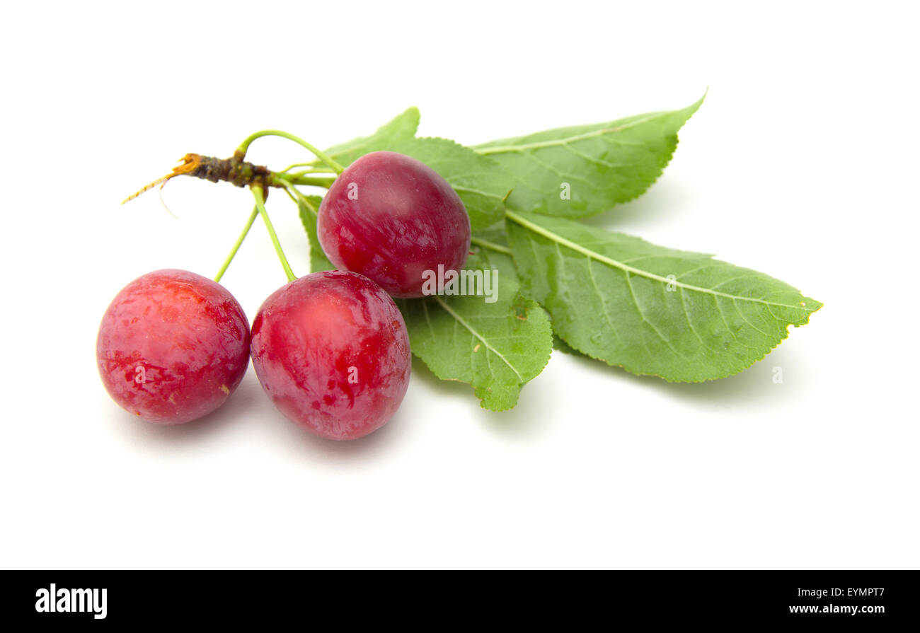 Wild plums hi-res stock photography and images - Alamy