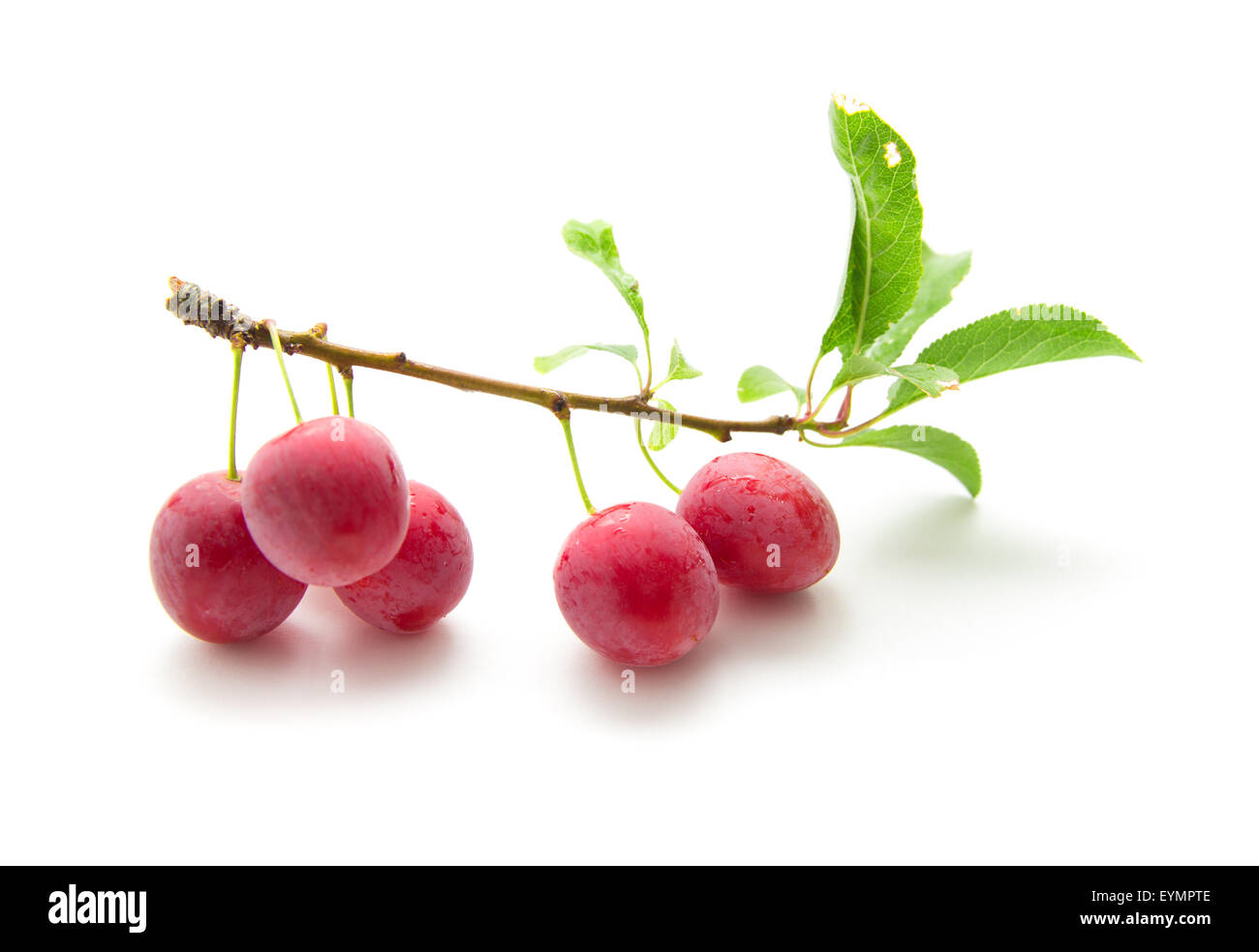 small round red wild plums isolated on white background Stock Photo - Alamy