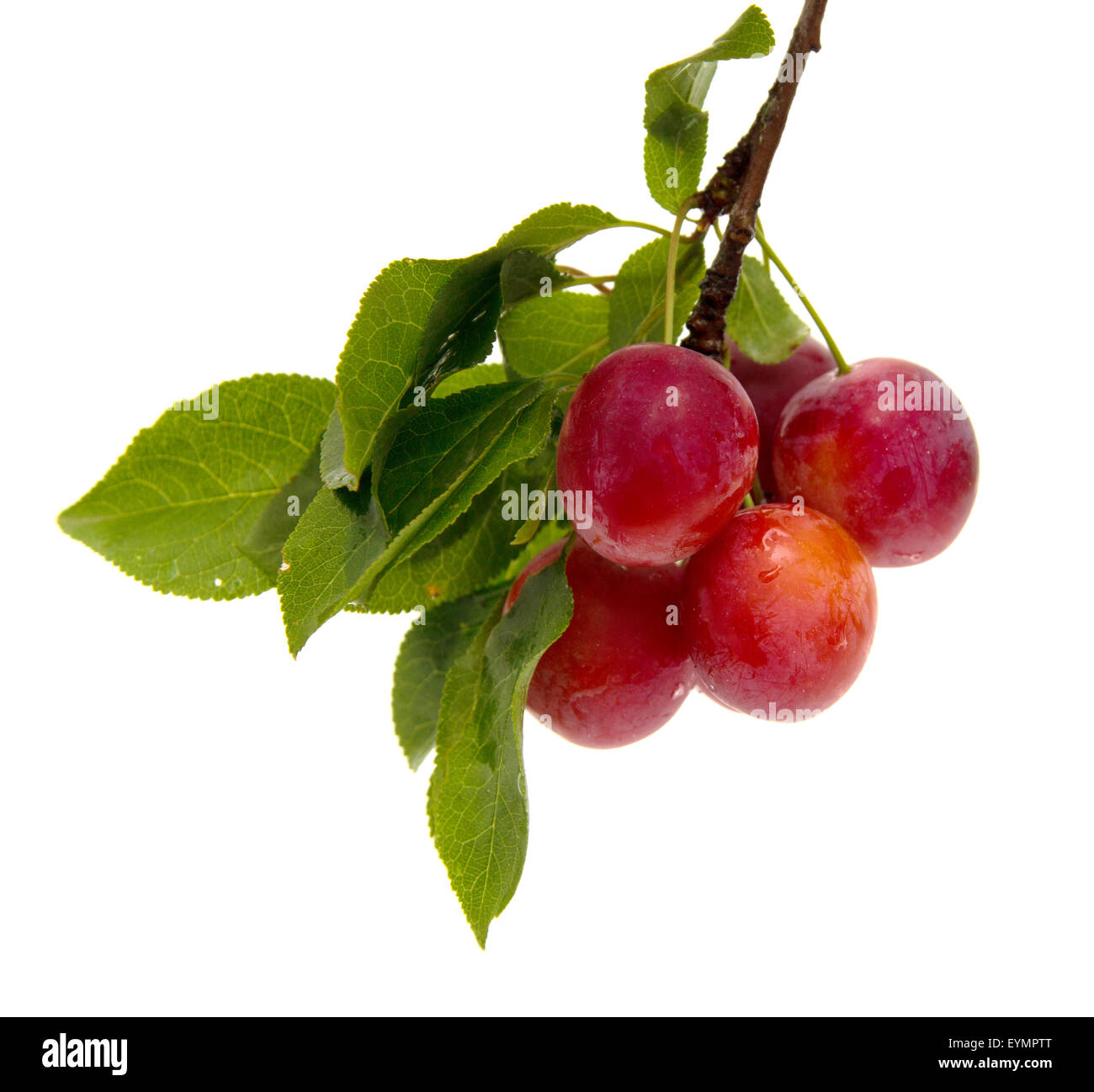 small round red wild plums isolated on white background Stock Photo - Alamy