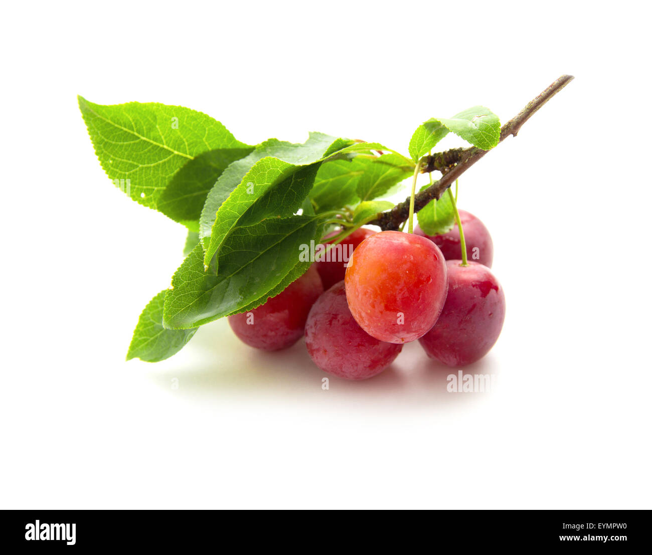 small round red wild plums isolated on white background Stock Photo - Alamy