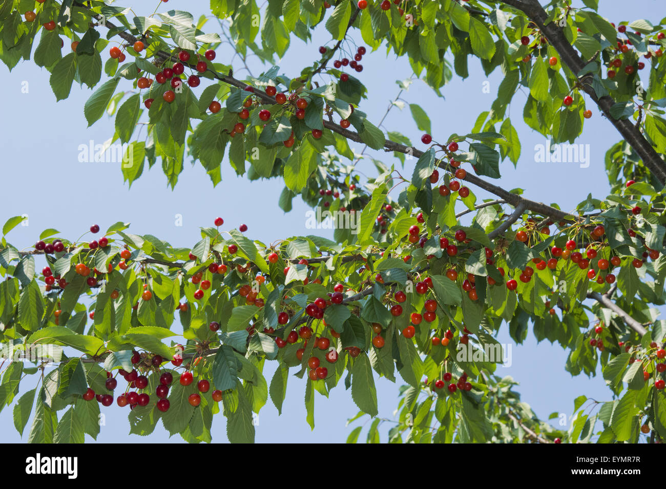 Wild cherries hi-res stock photography and images - Alamy