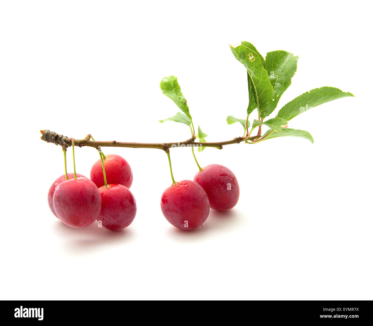 small round red wild plums isolated on white background Stock Photo - Alamy