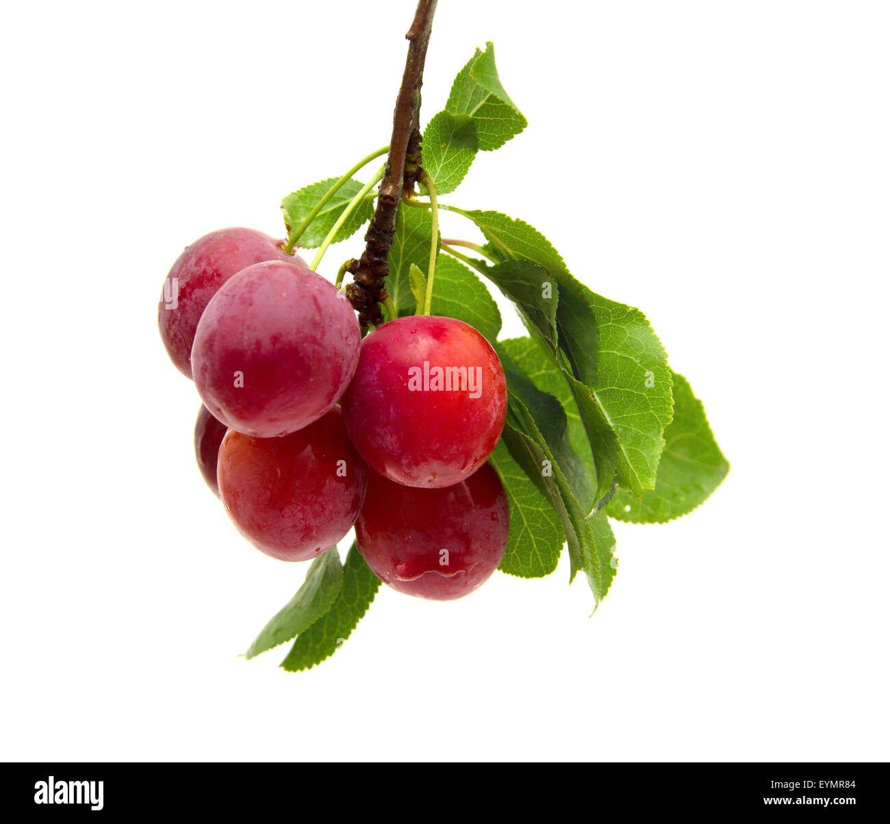 small round red wild plums isolated on white background Stock Photo - Alamy