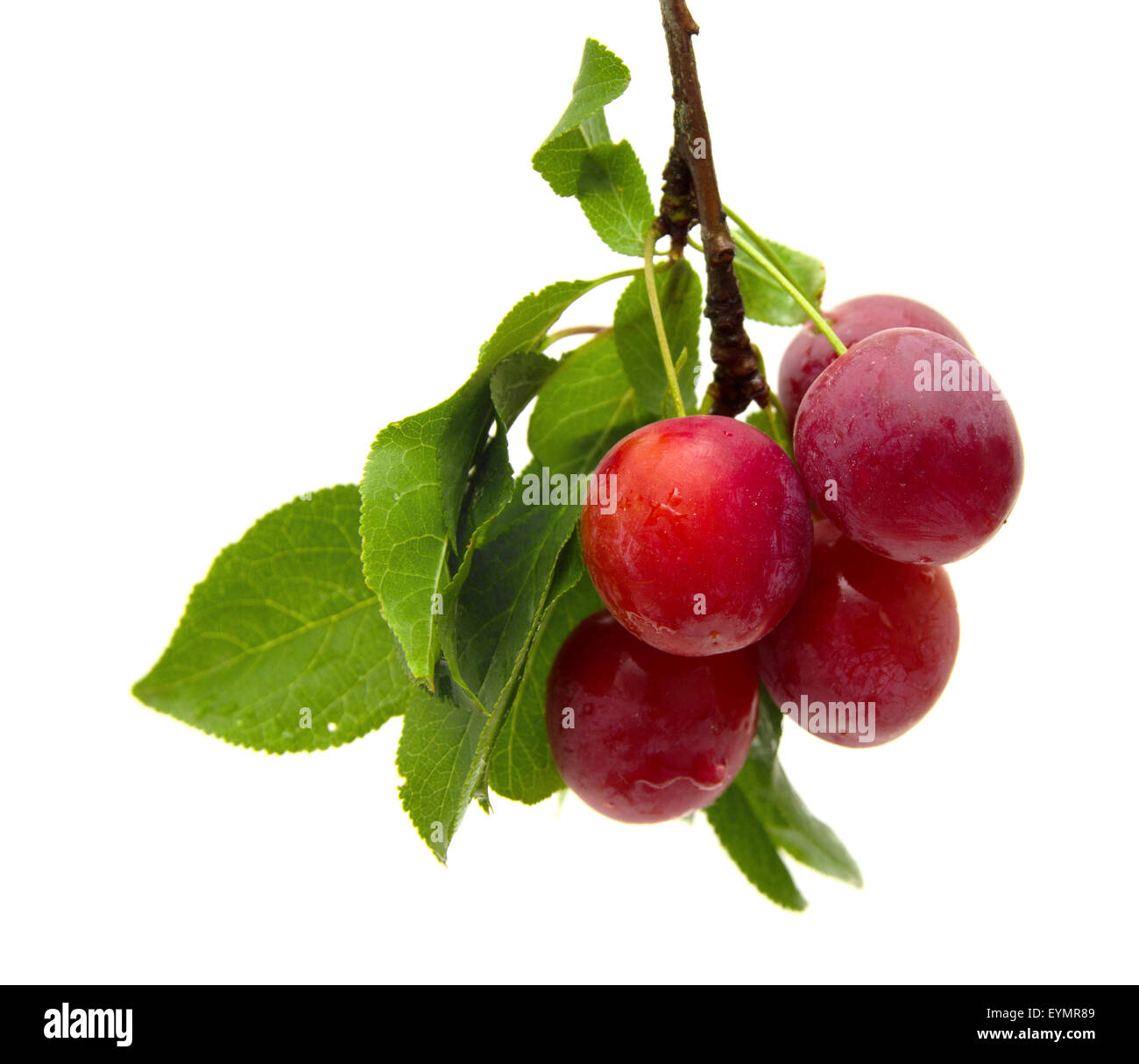 small round red wild plums isolated on white background Stock Photo - Alamy