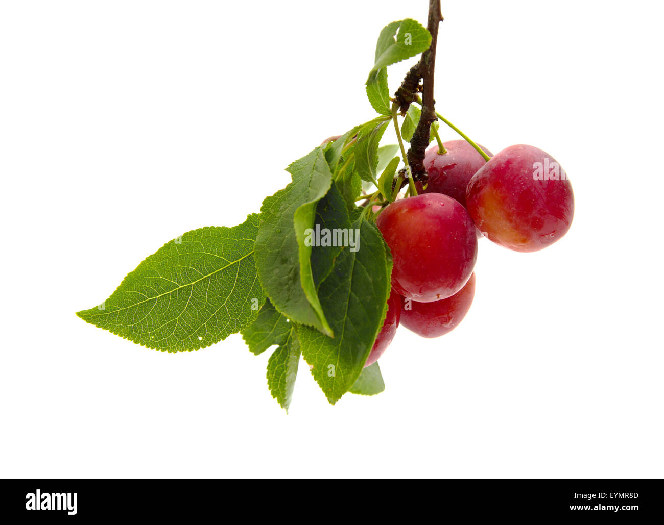 small round red wild plums isolated on white background Stock Photo - Alamy