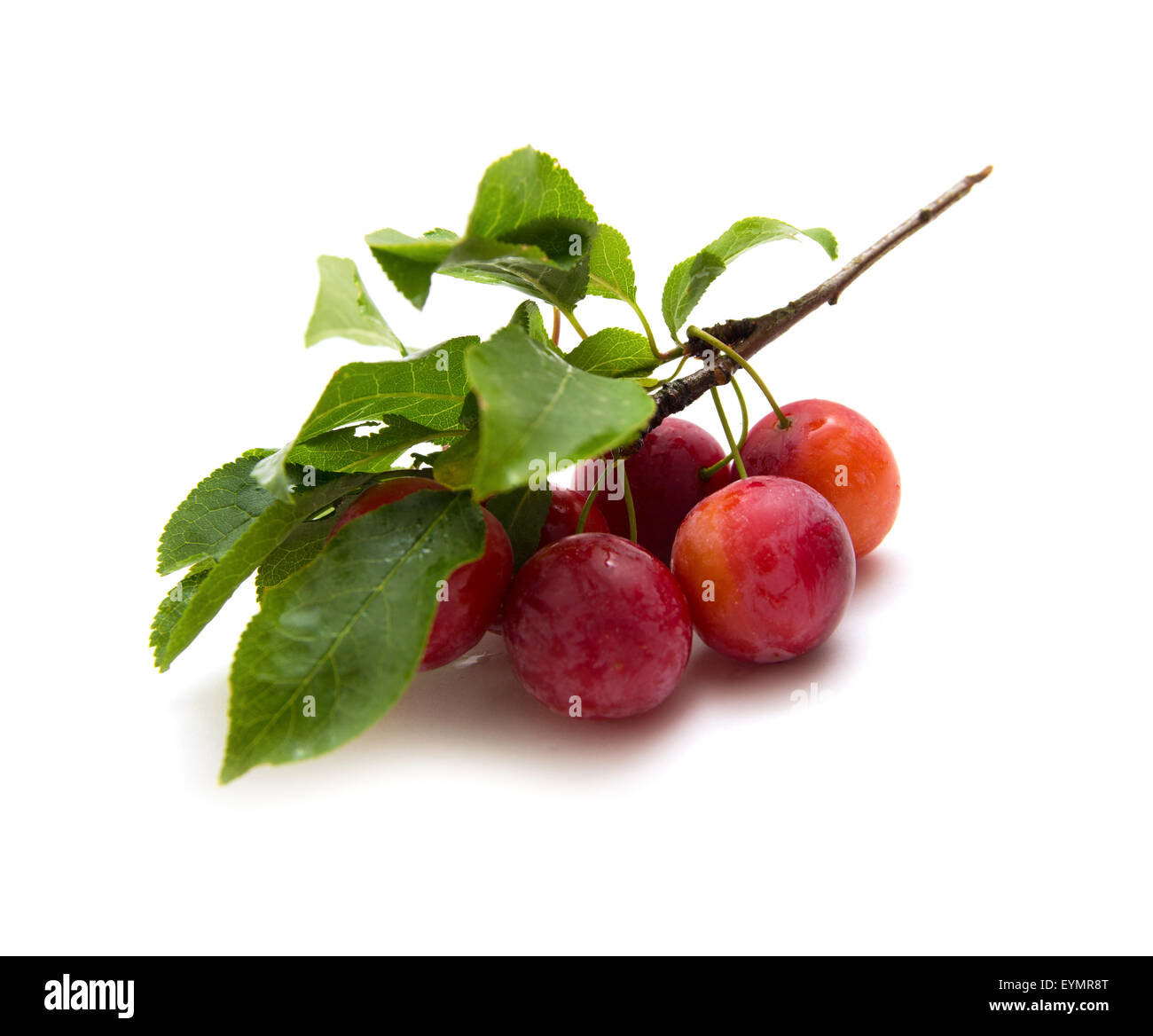 small round red wild plums isolated on white background Stock Photo - Alamy
