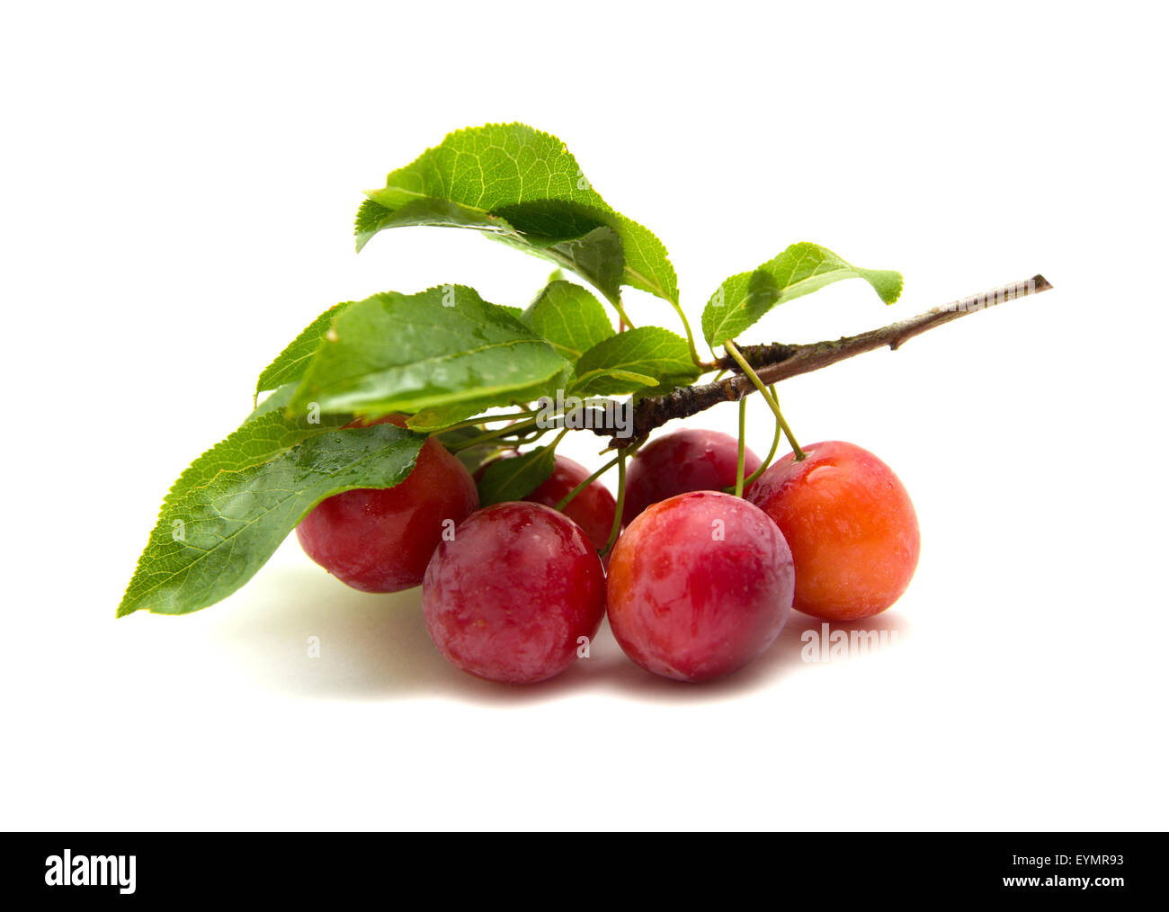 small round red wild plums isolated on white background Stock Photo - Alamy