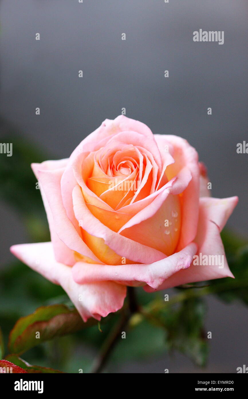 Peach colour hi-res stock photography and images - Alamy