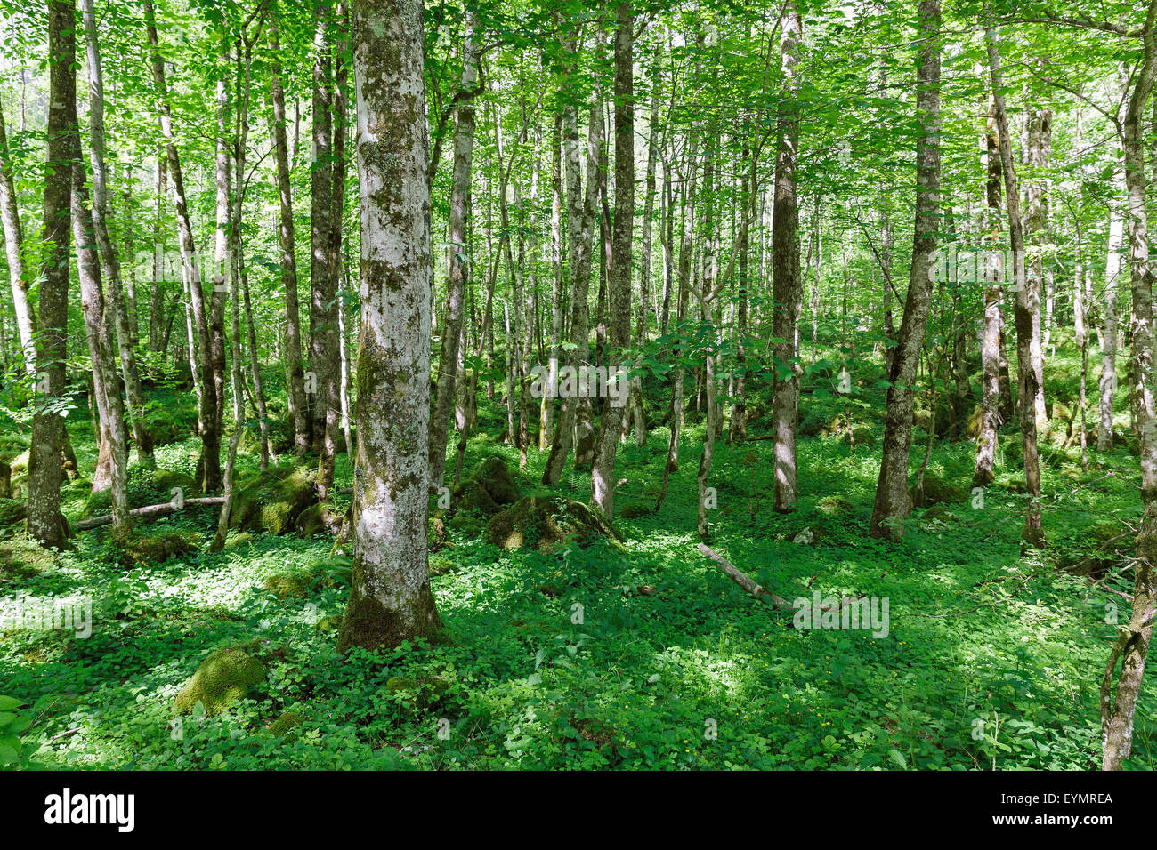 beautiful birch grove in Germany Stock Photo - Alamy