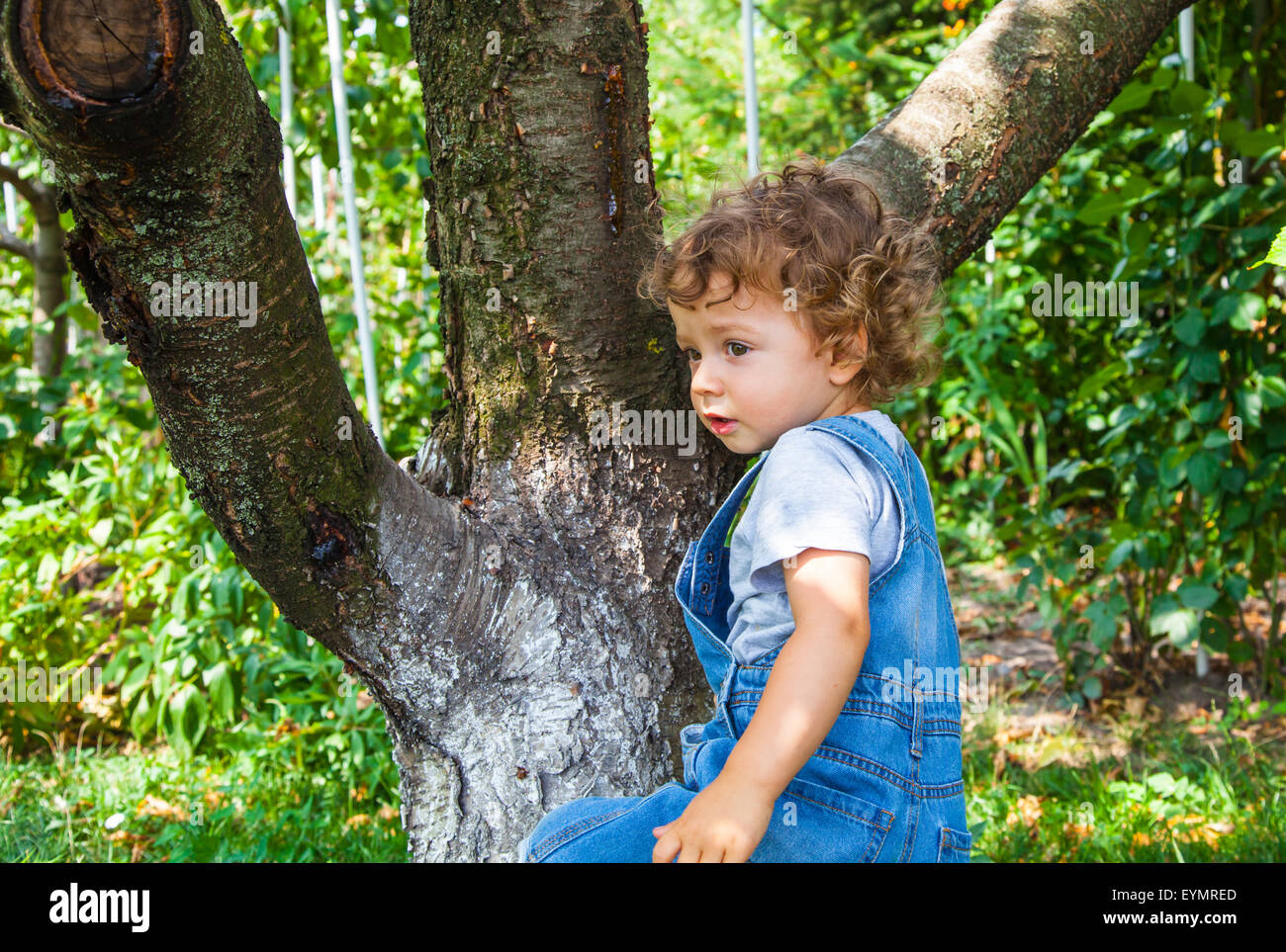 Portrait of 1 year old baby boy trying to climb a cherry tree Stock ...