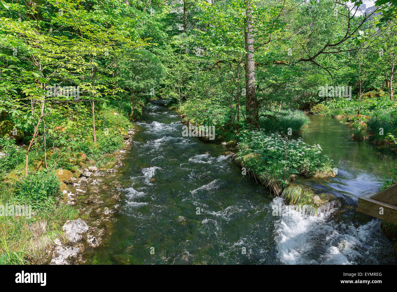 Beautiful forest brook in hi-res stock photography and images - Alamy