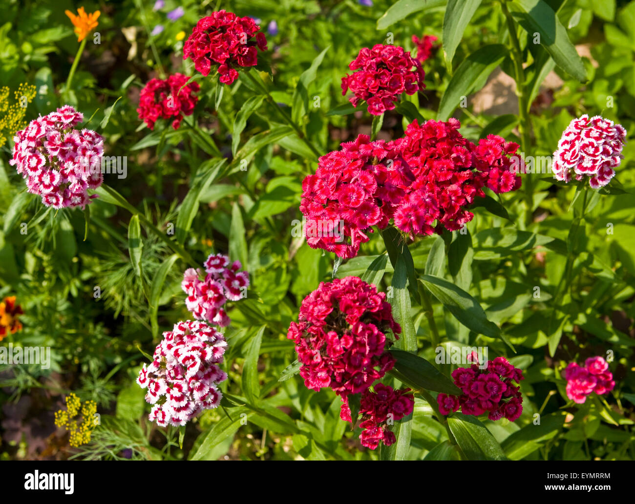Clavulus red flower hi-res stock photography and images - Alamy