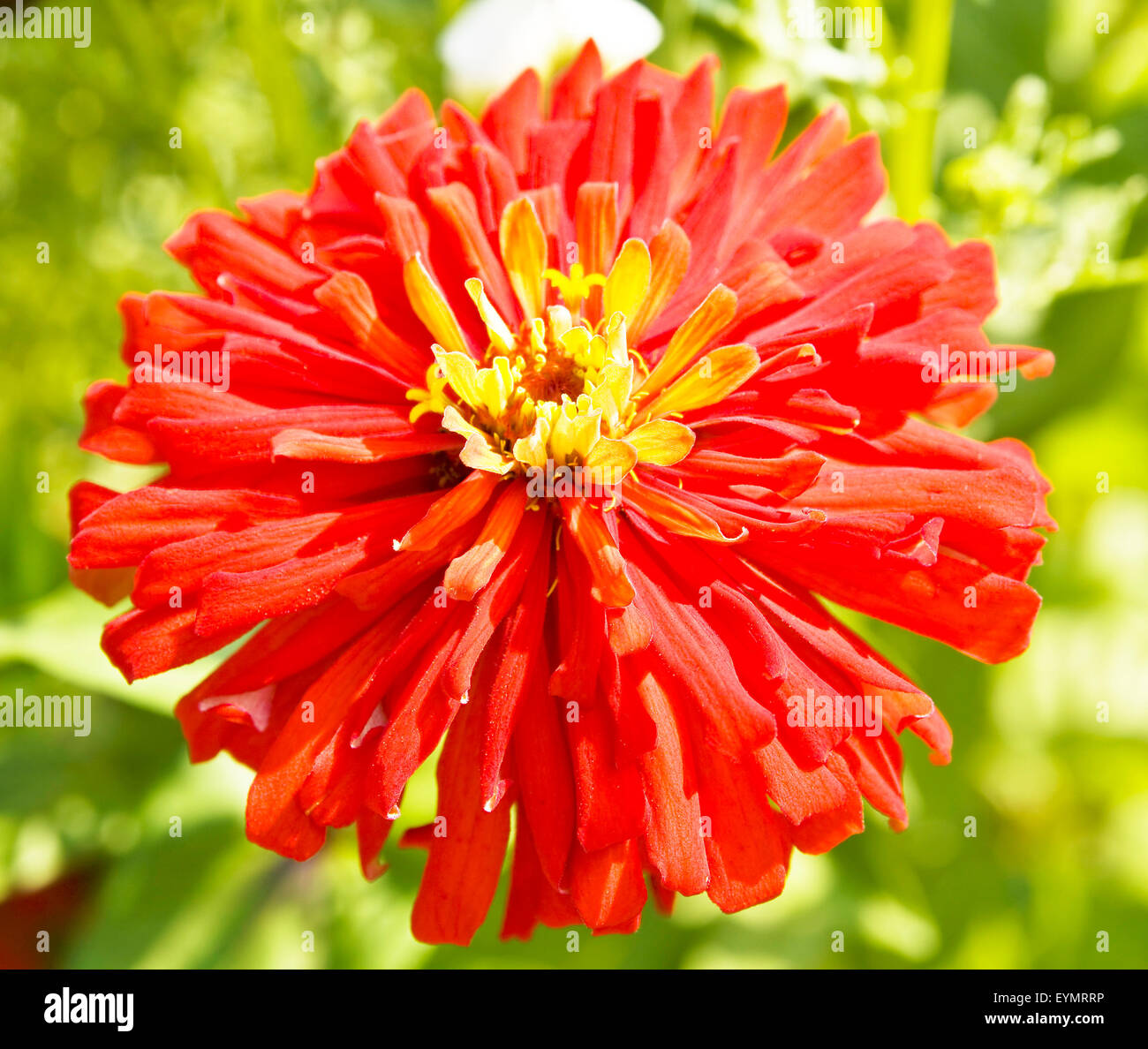 One big flower red dahlia on green plants background Stock Photo - Alamy