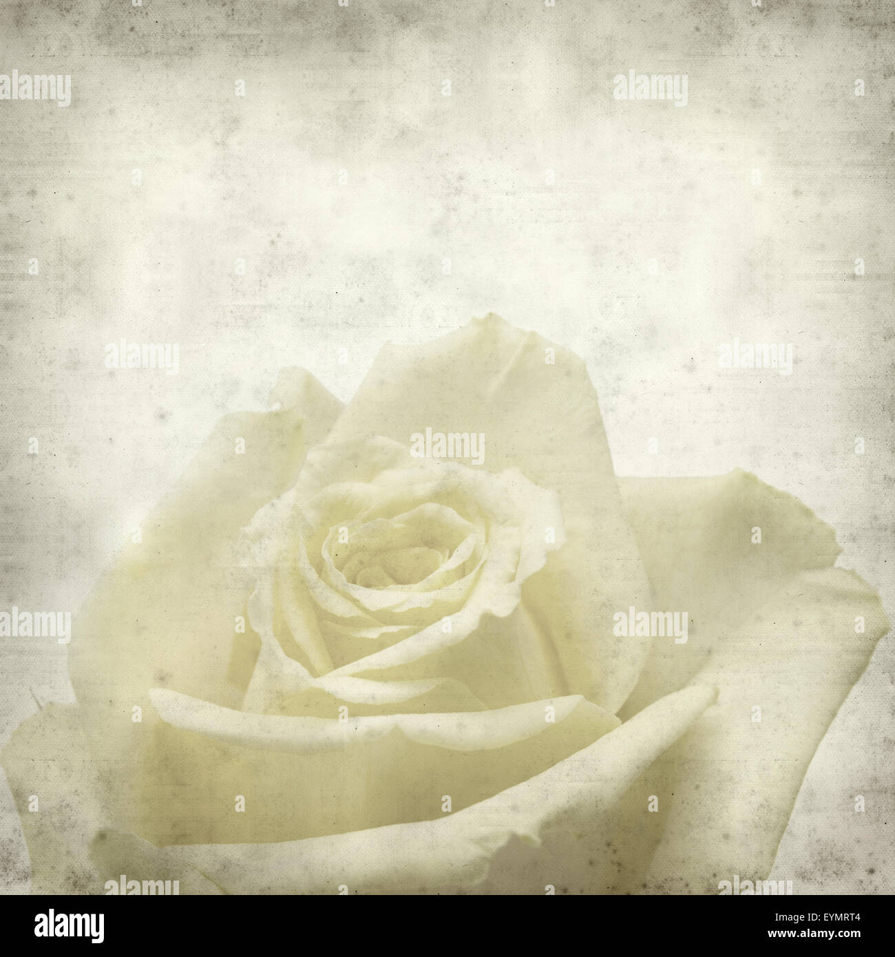 textured old paper background with pale yellow rose Stock Photo - Alamy