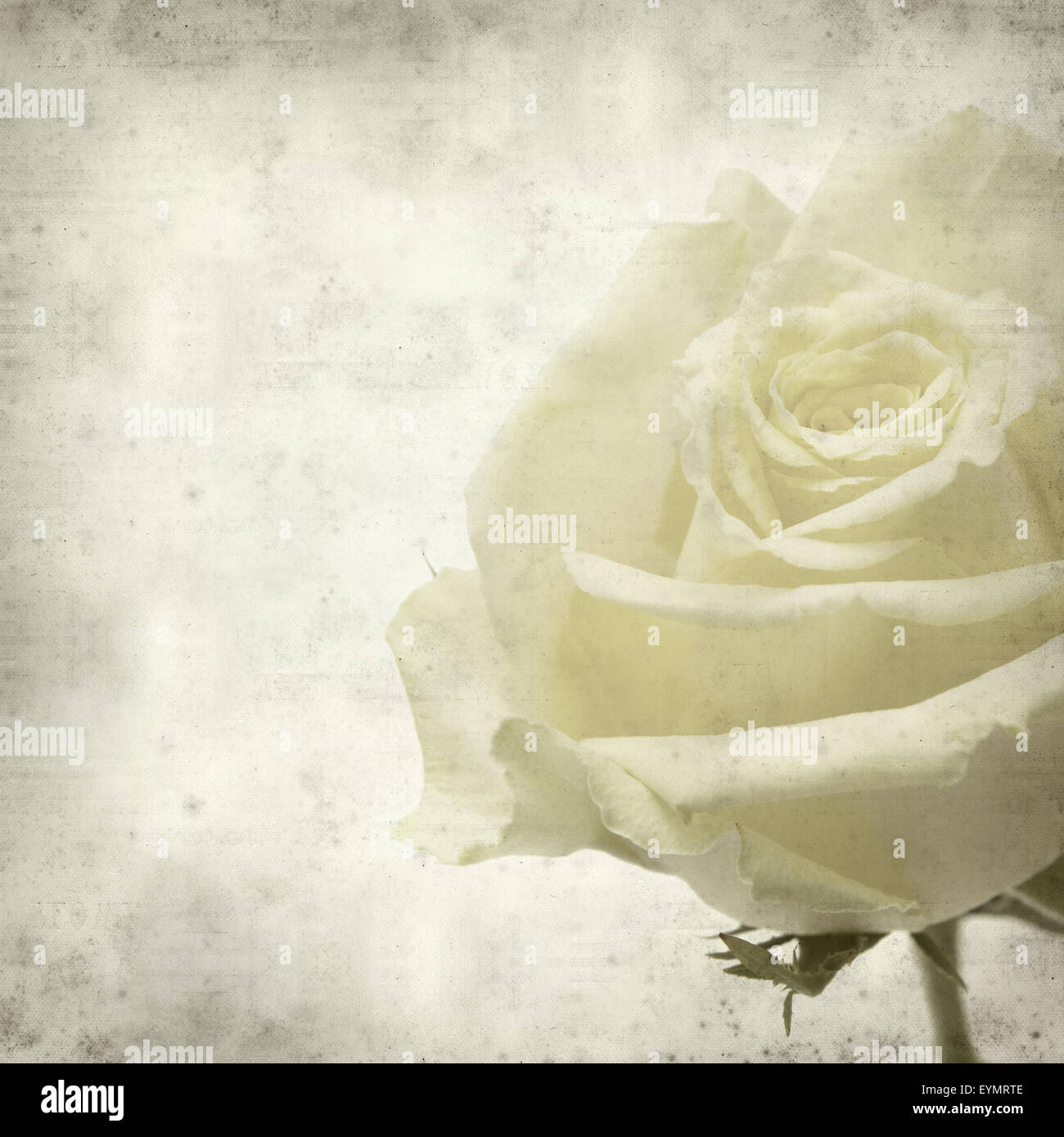 textured old paper background with pale yellow rose Stock Photo - Alamy