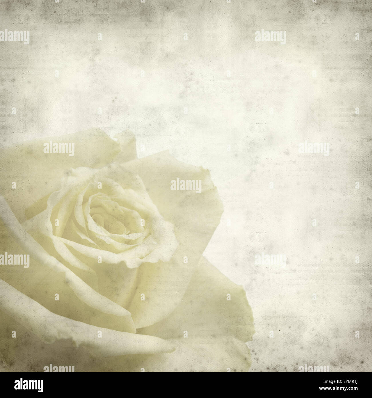 textured old paper background with pale yellow rose Stock Photo - Alamy