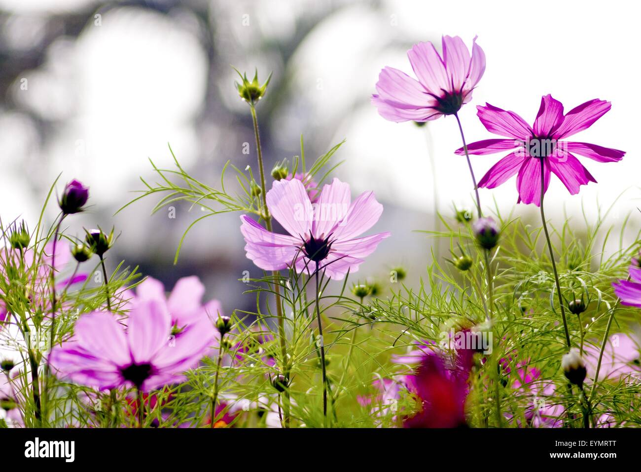 beautiful group field of bloom flowers Cosmos bipinnatus Stock Photo ...