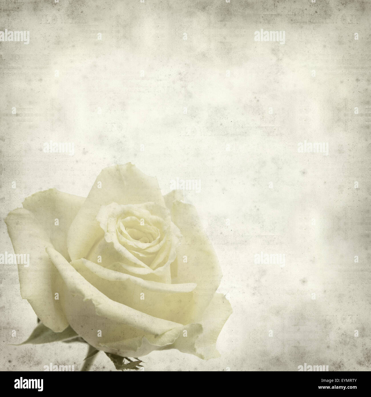 textured old paper background with pale yellow rose Stock Photo - Alamy